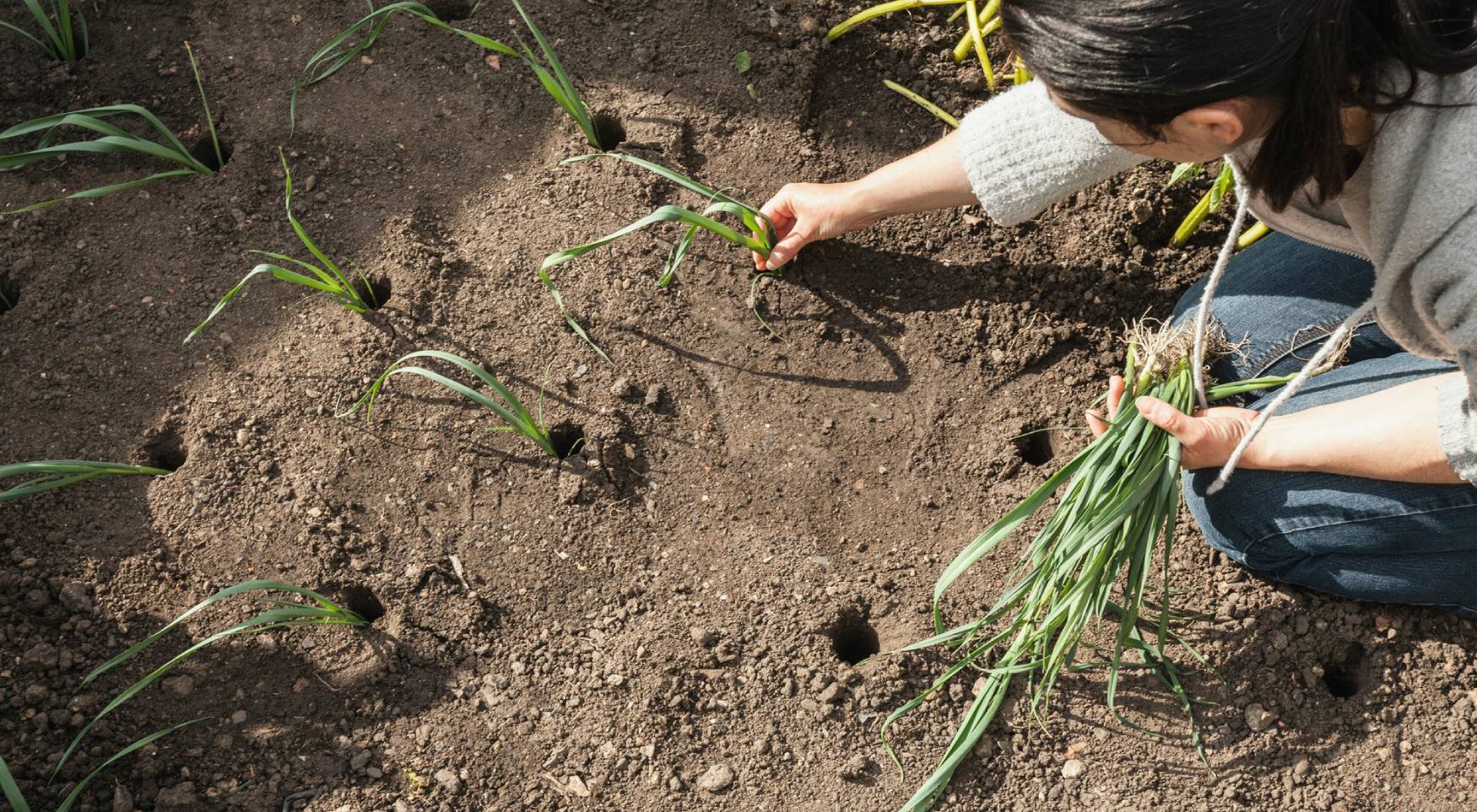 Quand et comment planter des oignons ? Culture et récolte | La Tige